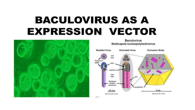 Baculovirus expression vector system.pptx | Infectious Diseases | Diseases and Conditions