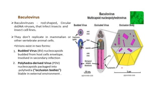 Baculovirus expression vector system.pptx | Infectious Diseases | Diseases and Conditions