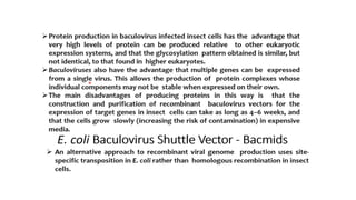 Baculovirus expression vector system.pptx | Infectious Diseases | Diseases and Conditions