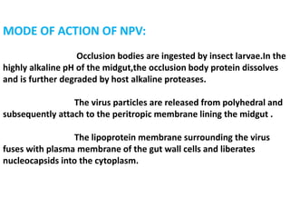 Baculovirus npv | PPTX