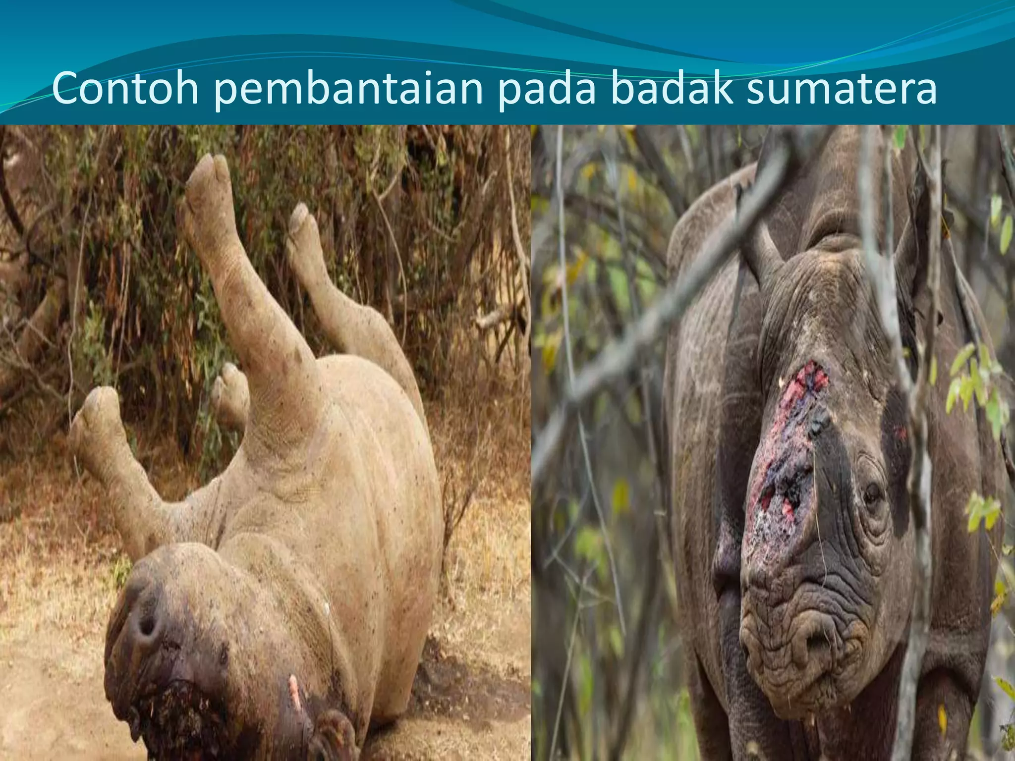 Badak sumatera | PPTX