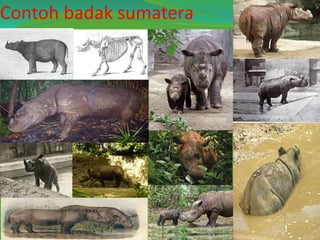 Badak sumatera | PPTX