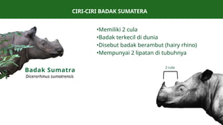 BADAK SUMATERA SRS TNWK-Aprilia.pengenalan badak sumaterapptx | PPTX