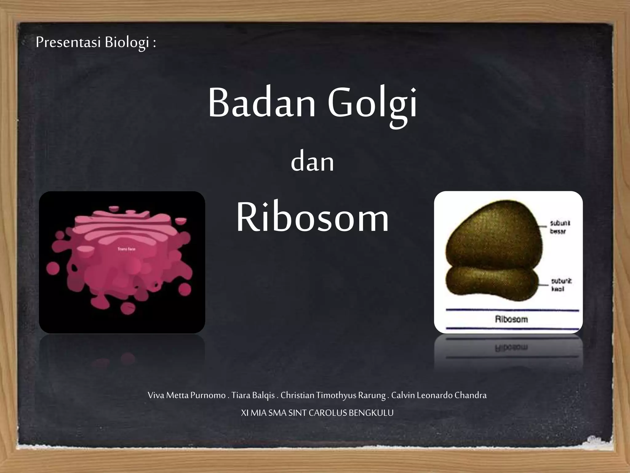 Badan Golgi dan Ribosom | PPTX