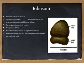 Badan Golgi dan Ribosom | PPTX