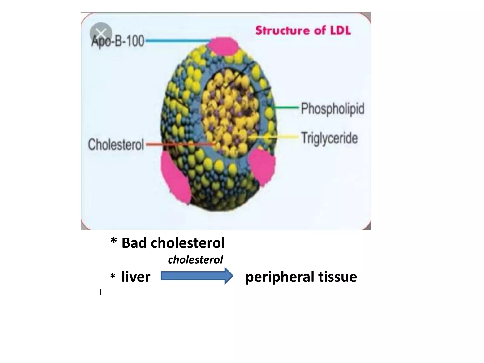 metabolism of LDL, IDL and HDL | PPTX