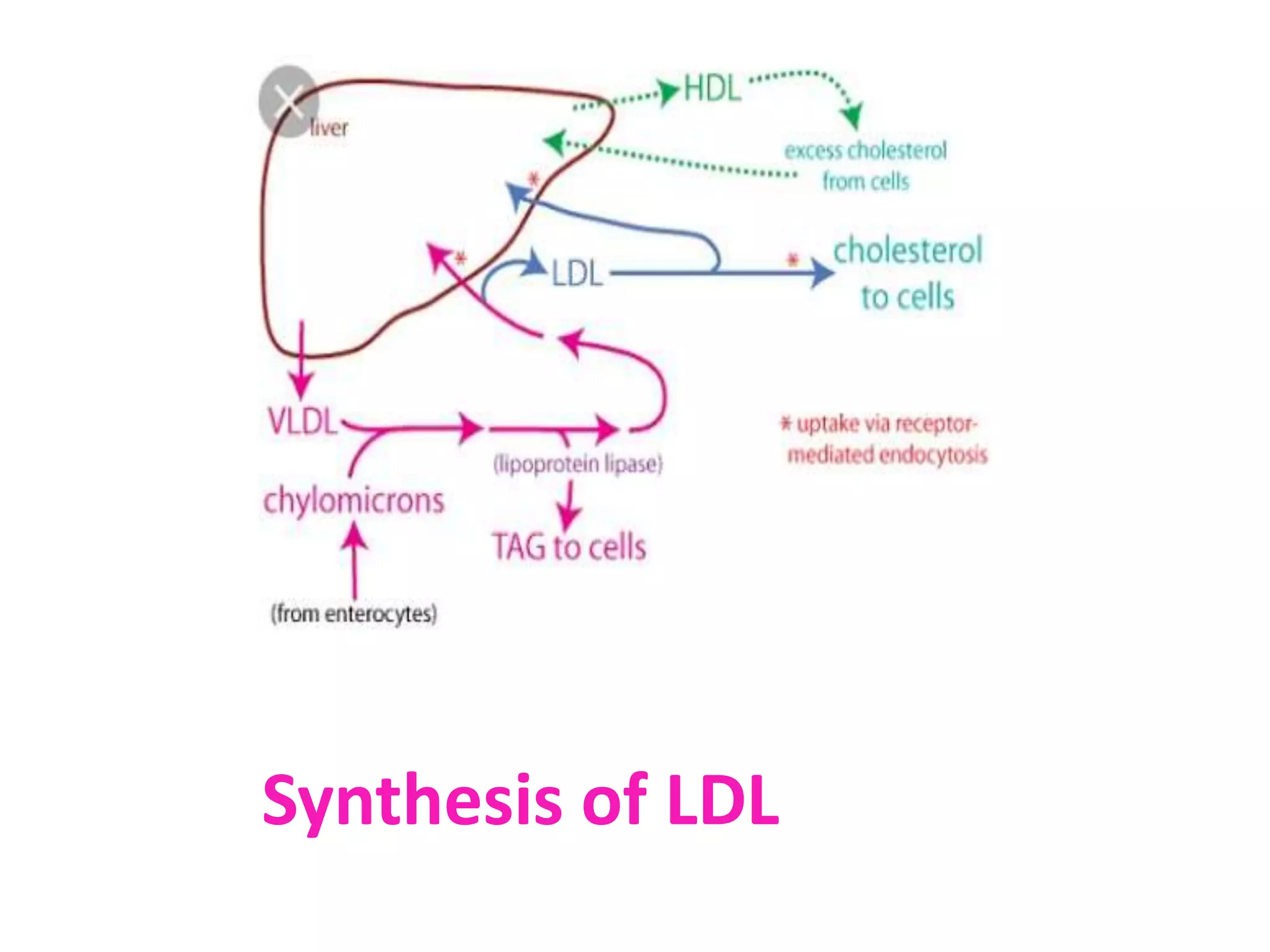 metabolism of LDL, IDL and HDL | PPTX