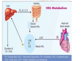 metabolism of LDL, IDL and HDL | PPTX