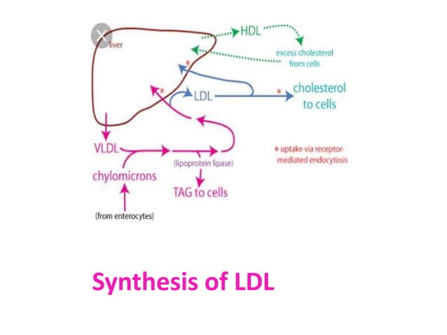 metabolism of LDL, IDL and HDL | PPTX | Chemistry | Science