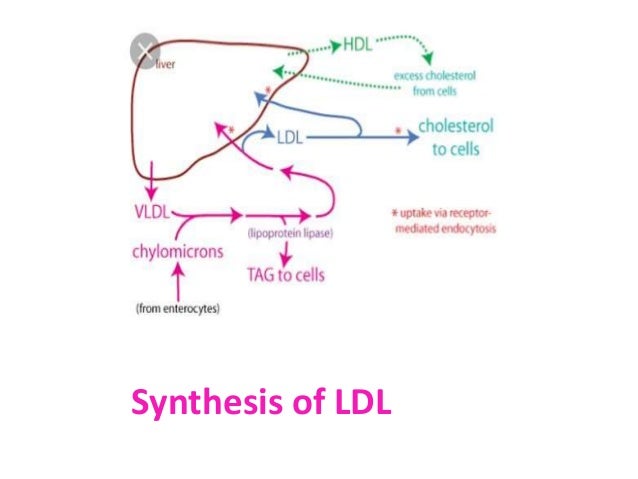 metabolism of LDL, IDL and HDL