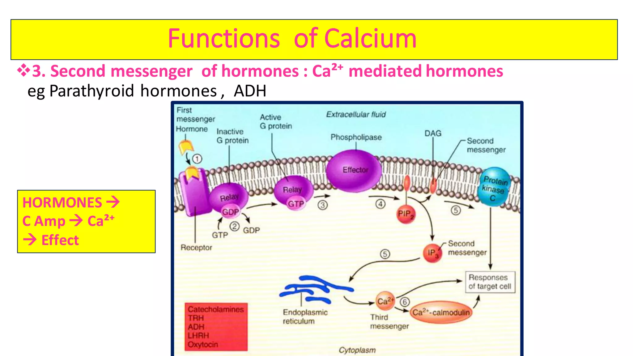Calcium metabolism and its clinical significance | PDF