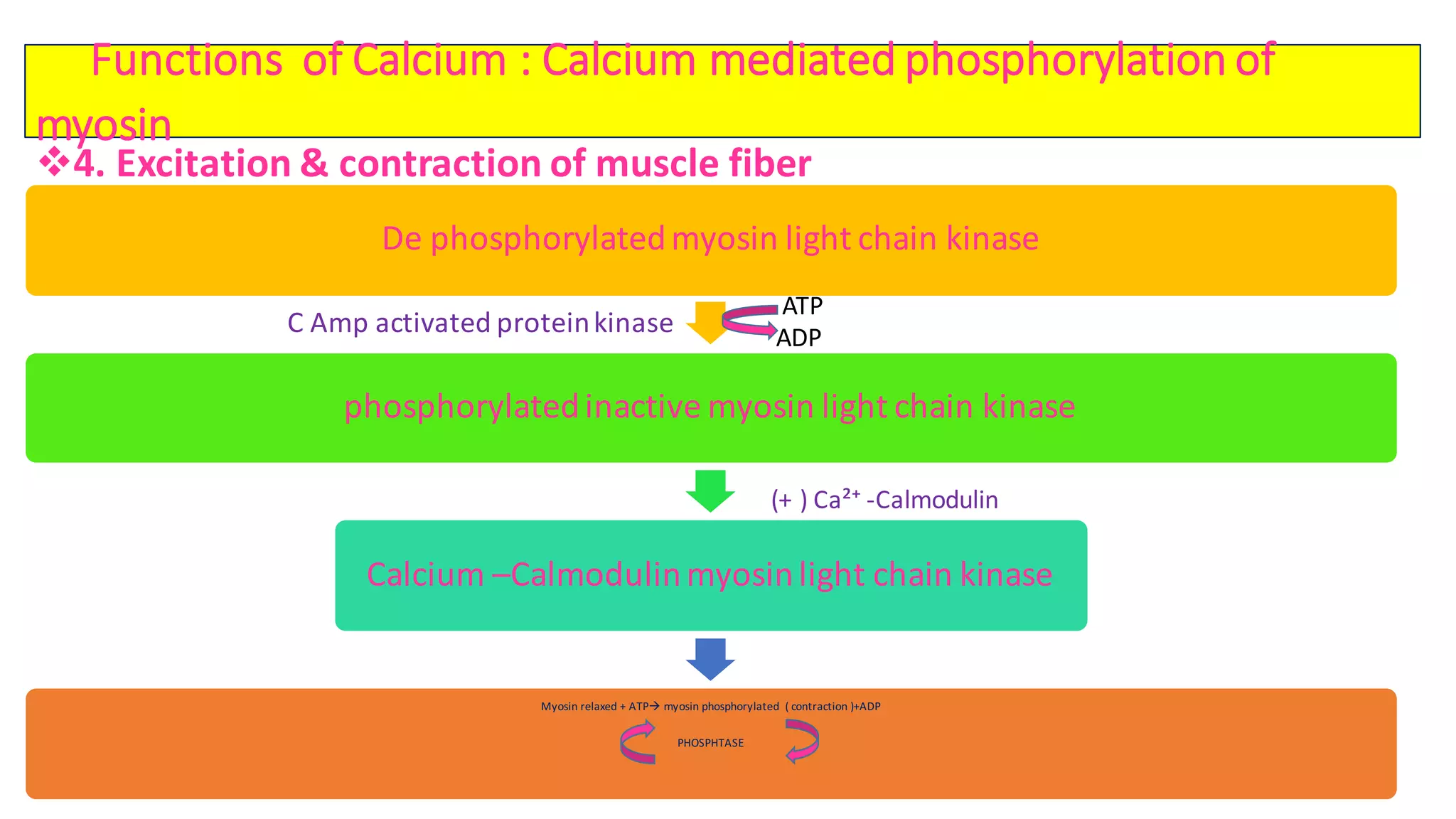 Calcium metabolism and its clinical significance | PDF