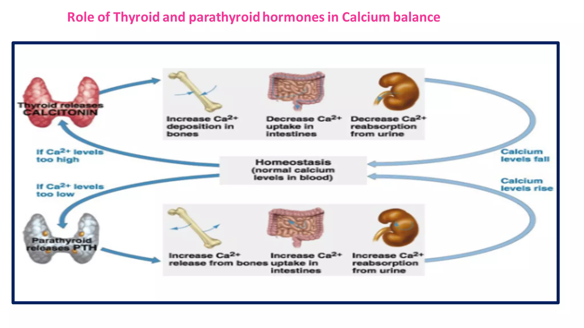 Calcium metabolism and its clinical significance | PDF