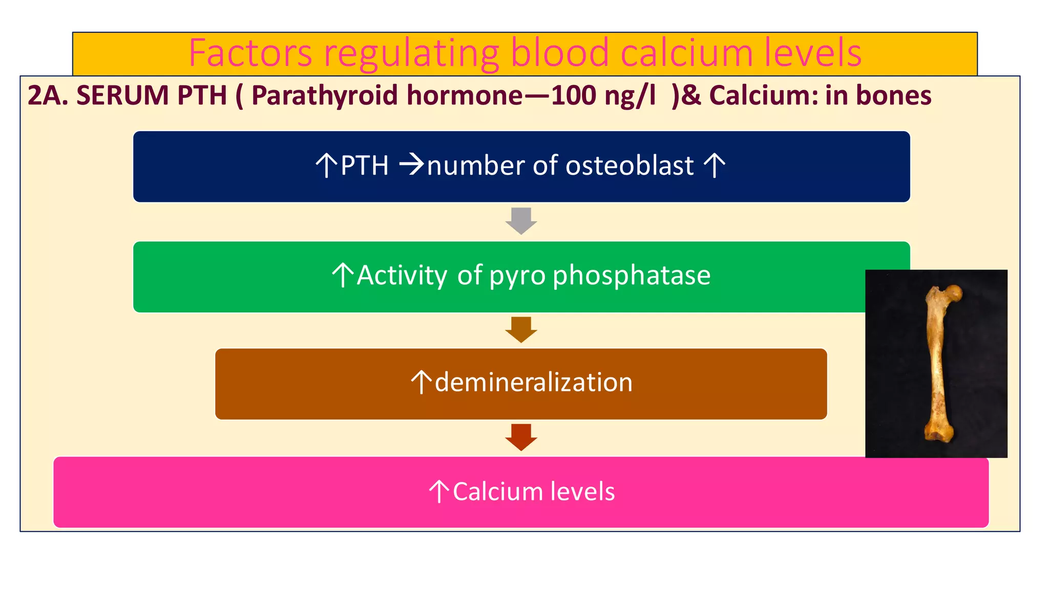 Calcium metabolism and its clinical significance | PDF