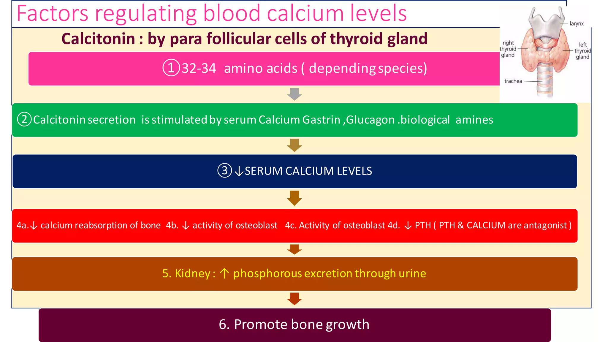 Calcium metabolism and its clinical significance | PDF