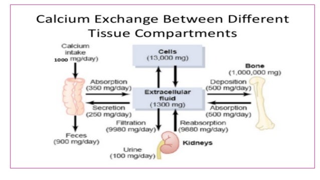 Calcium metabolism and its clinical significance
