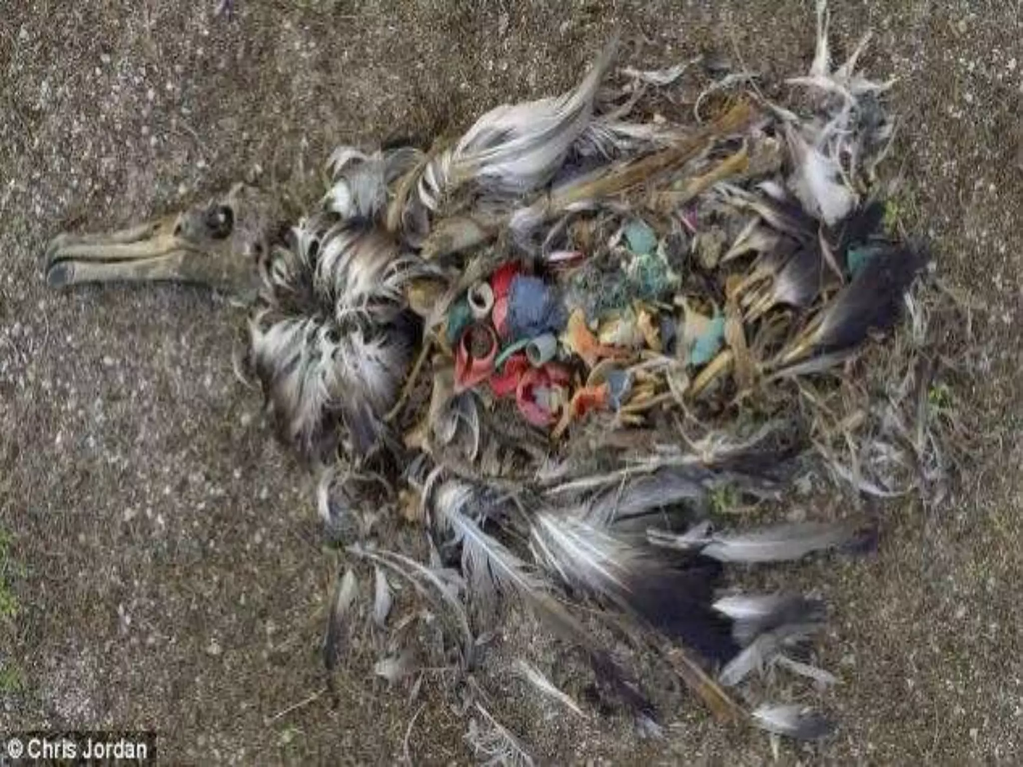 Bad effects of plastics | PPTX