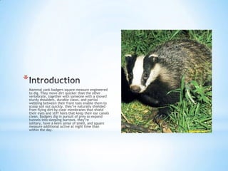 Badger | PPTX