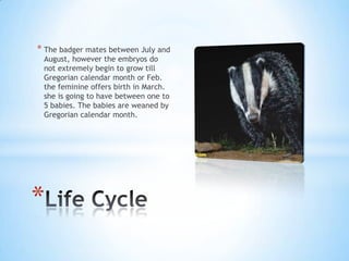 Badger | PPTX