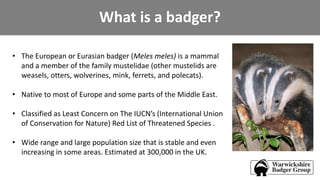 Conserving Badgers: Why should we care? | PPT