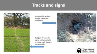 Conserving Badgers: Why should we care? | PPT