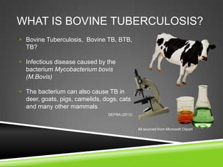 The Badger Cull | PPTX