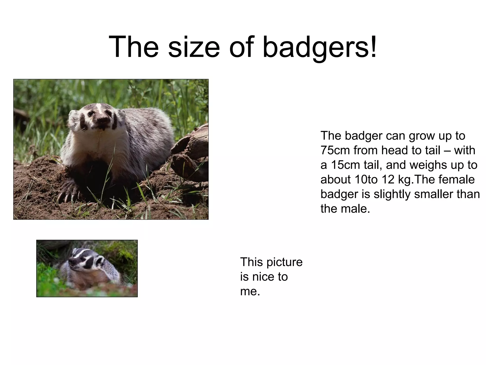 Badgers | PPT