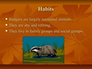 Badgers | PPT