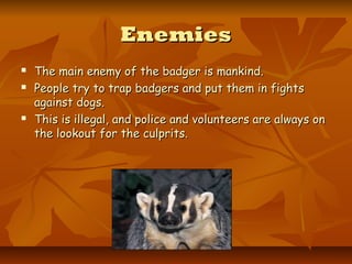 Badgers | PPT