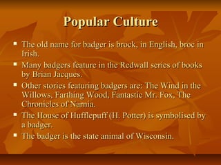 Badgers | PPT