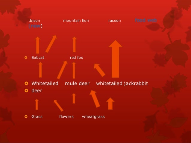 Food Web - The Bad lands