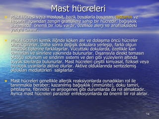Bağ dokusu | PPT