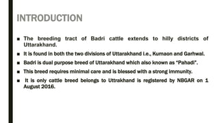 BADRI CATTLE.pptx