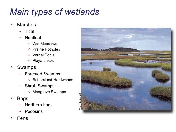 Bae 495r Wetland Ecology