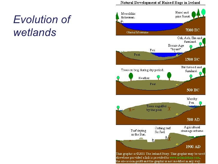 Bae 495r Wetland Ecology
