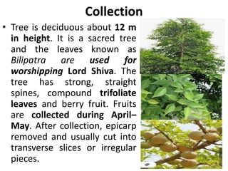 Indian Bael - Bael fruits/Bel. | PPTX