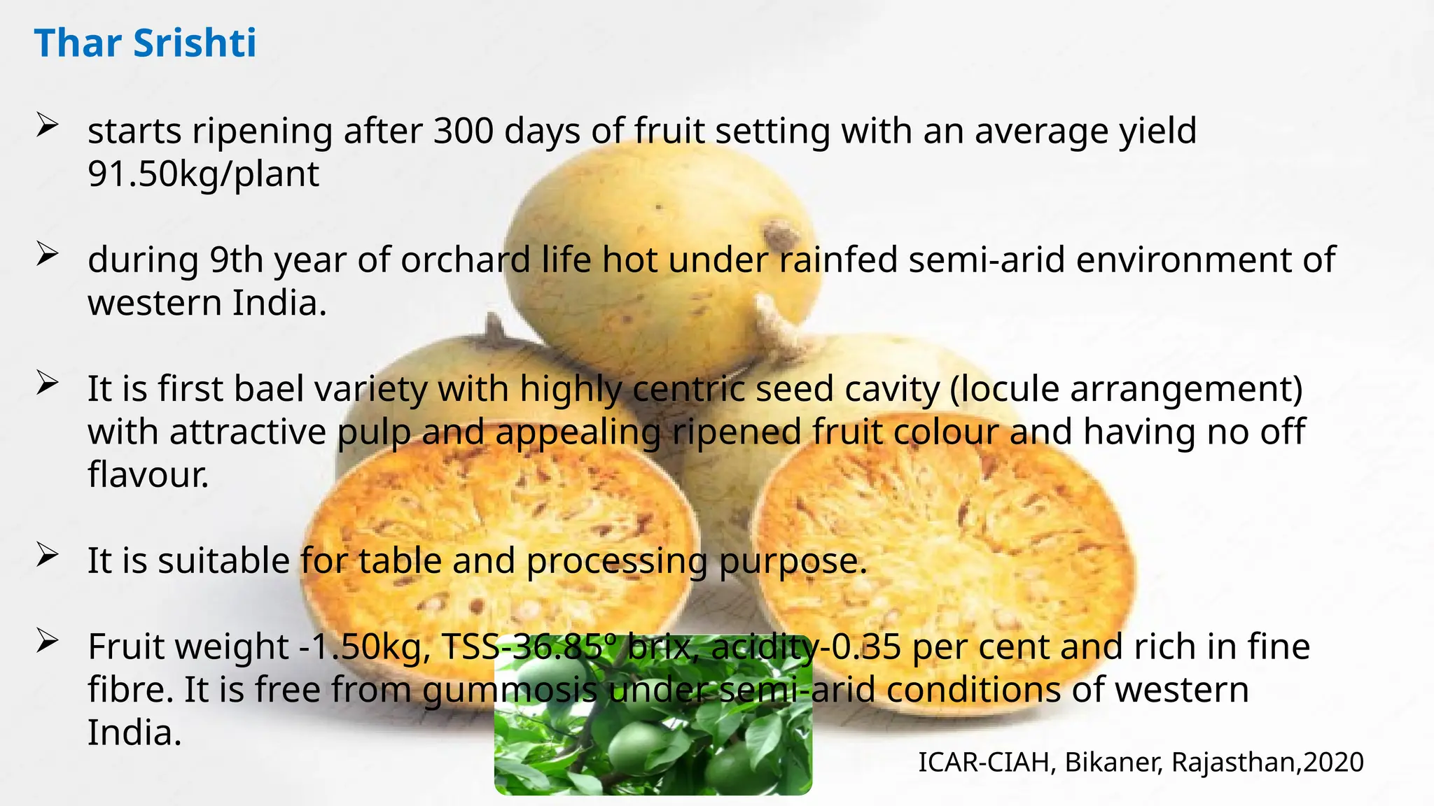 ADVANCE IN PRODUCTION TECHNOLOGY OF BAEL WITH RESEARCH EVIDENCE.pptx