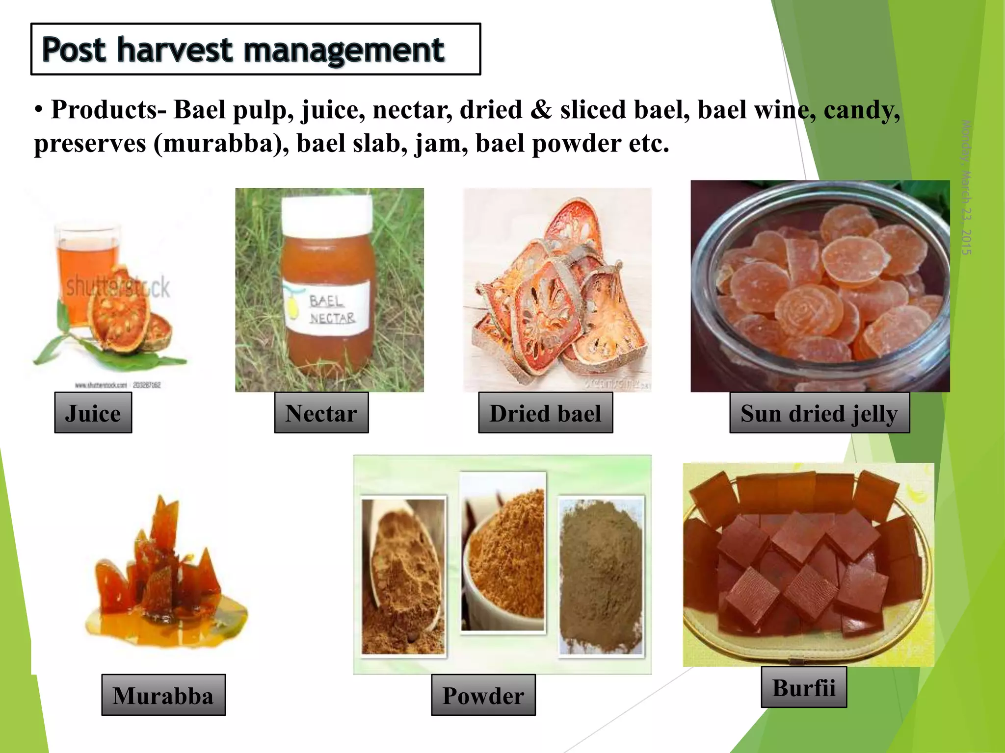 Bael presentation | PPTX