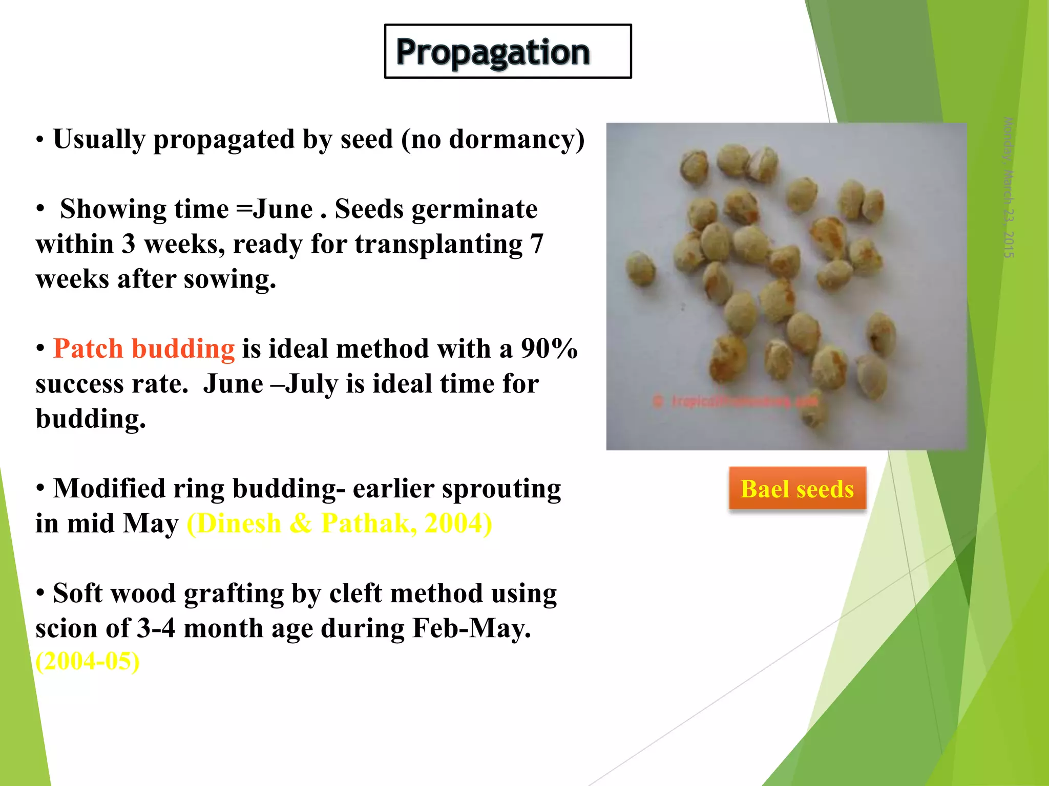 Bael presentation | PPTX