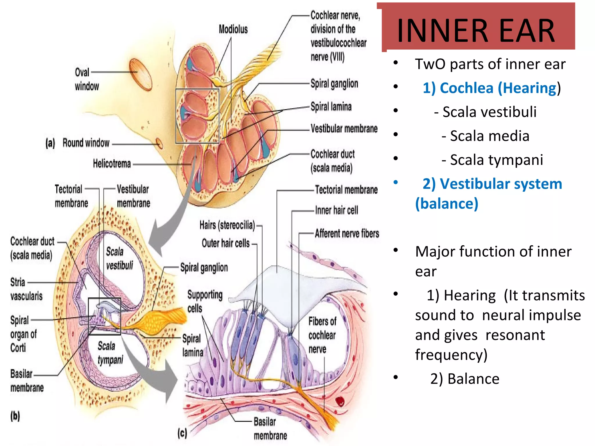 Anatomy of Ear and BERA with its technical aspects. by Murtaza. March ...