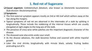 Common diseases of Sugarcane as found in India | PDF