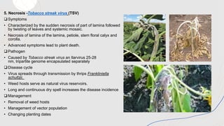 Diseases of Sunflower as observed in India | PDF
