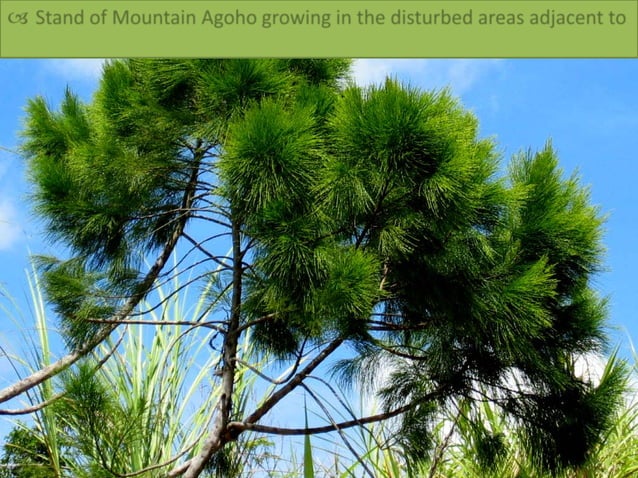 Bagacay_Abandoned_Mine_ Samar | PDF | Geology | Science