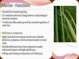 MICRO AND MACRO NUTRITION IN PLANT | PPT