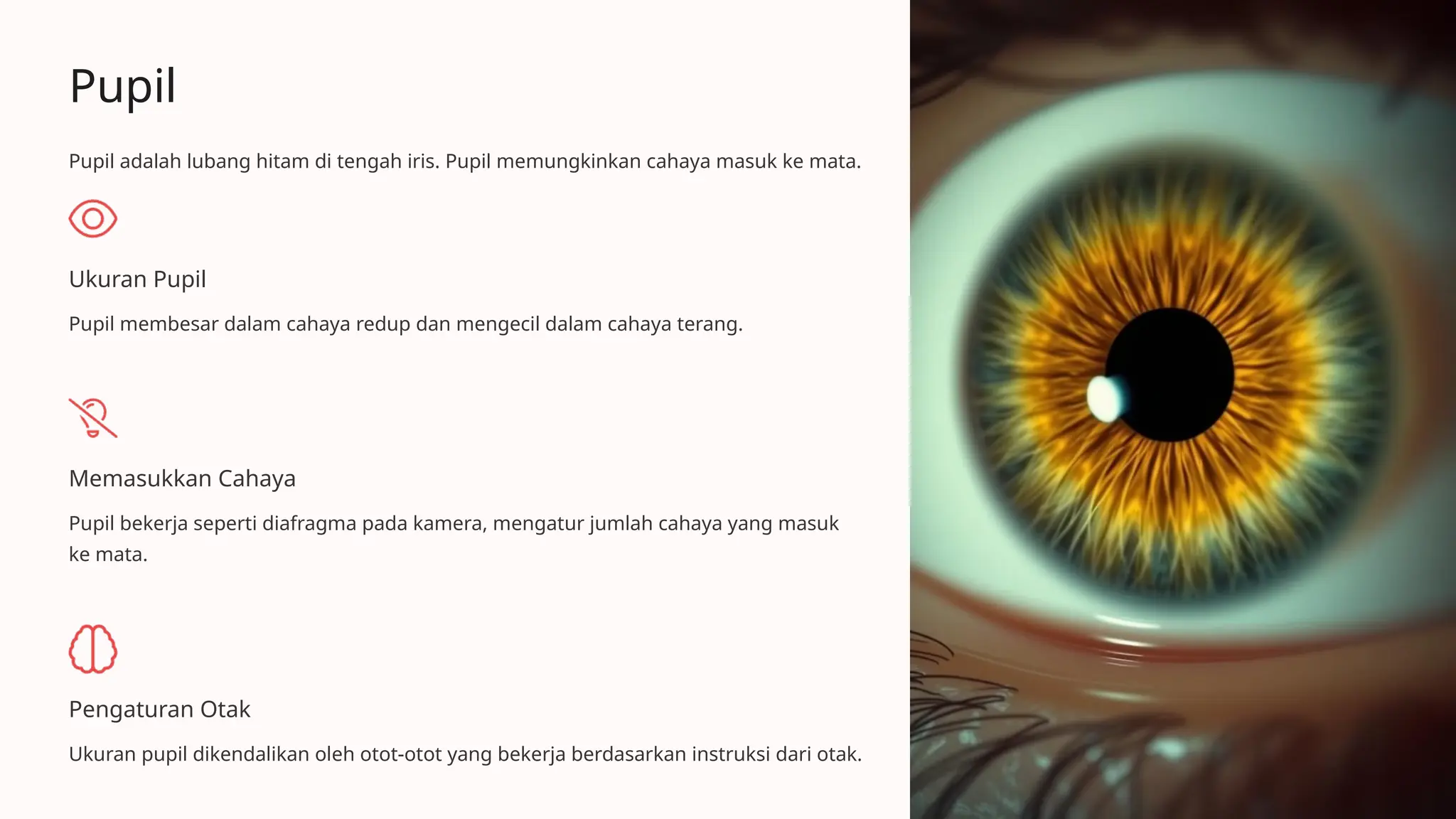 Bagian-bagian-Mata-dan-Fungsinya.pptx kelas 5 | PPTX