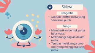 Bagian-bagian pada Mata Presentasi Pendidikan.pptx