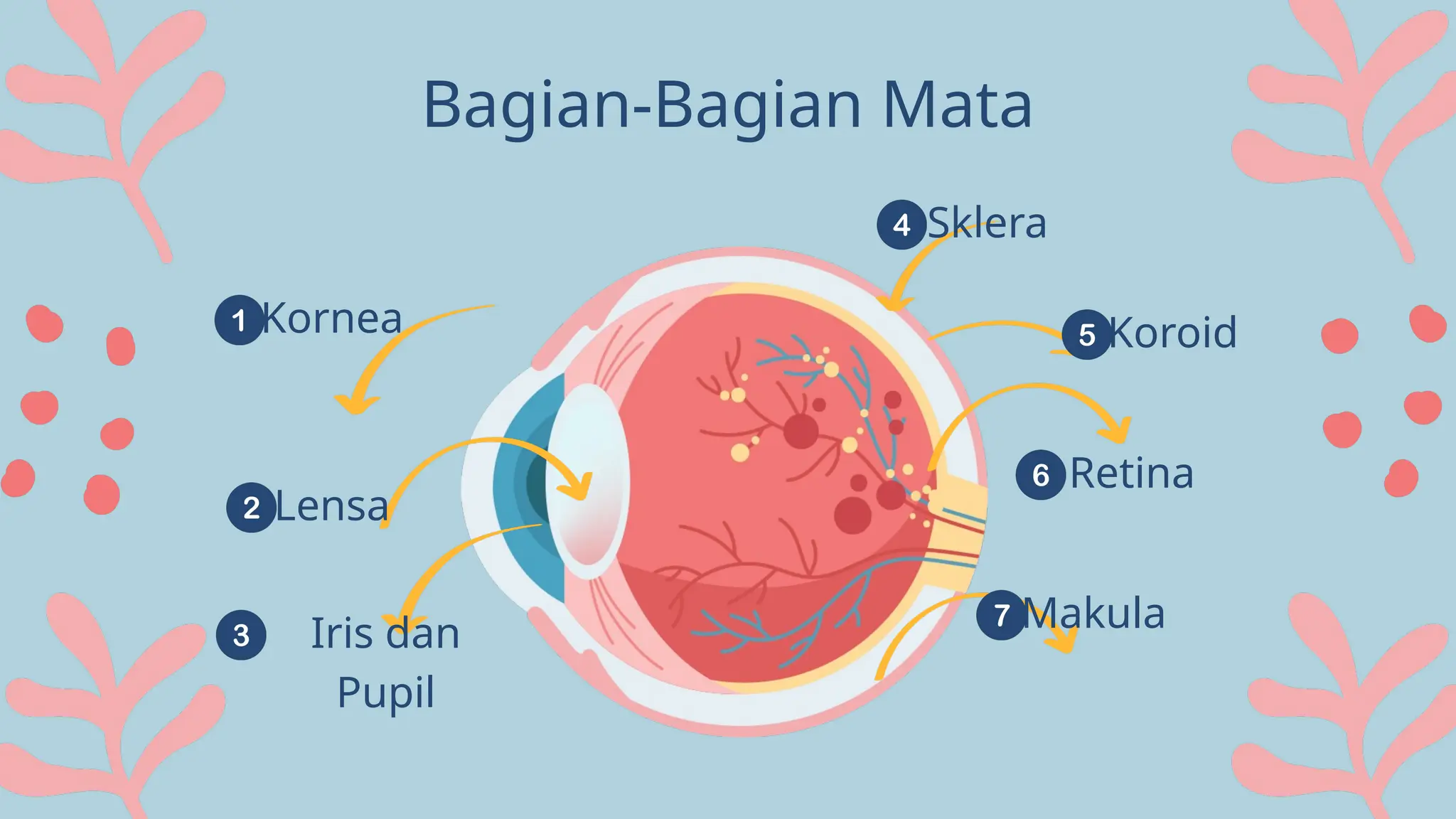 Bagian-bagian pada Mata Presentasi Pendidikan Biru dan Merah Muda ...