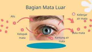 Bagian-bagian pada Mata Presentasi Pendidikan Biru dan Merah Muda ...