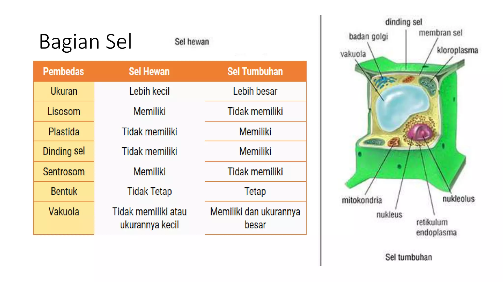 Bagian-bagian Sel.ppt