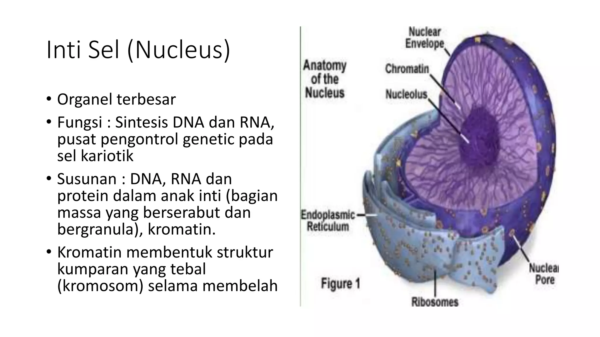 Bagian-bagian Sel.ppt